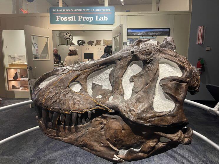 T Rex Fossils In Ground